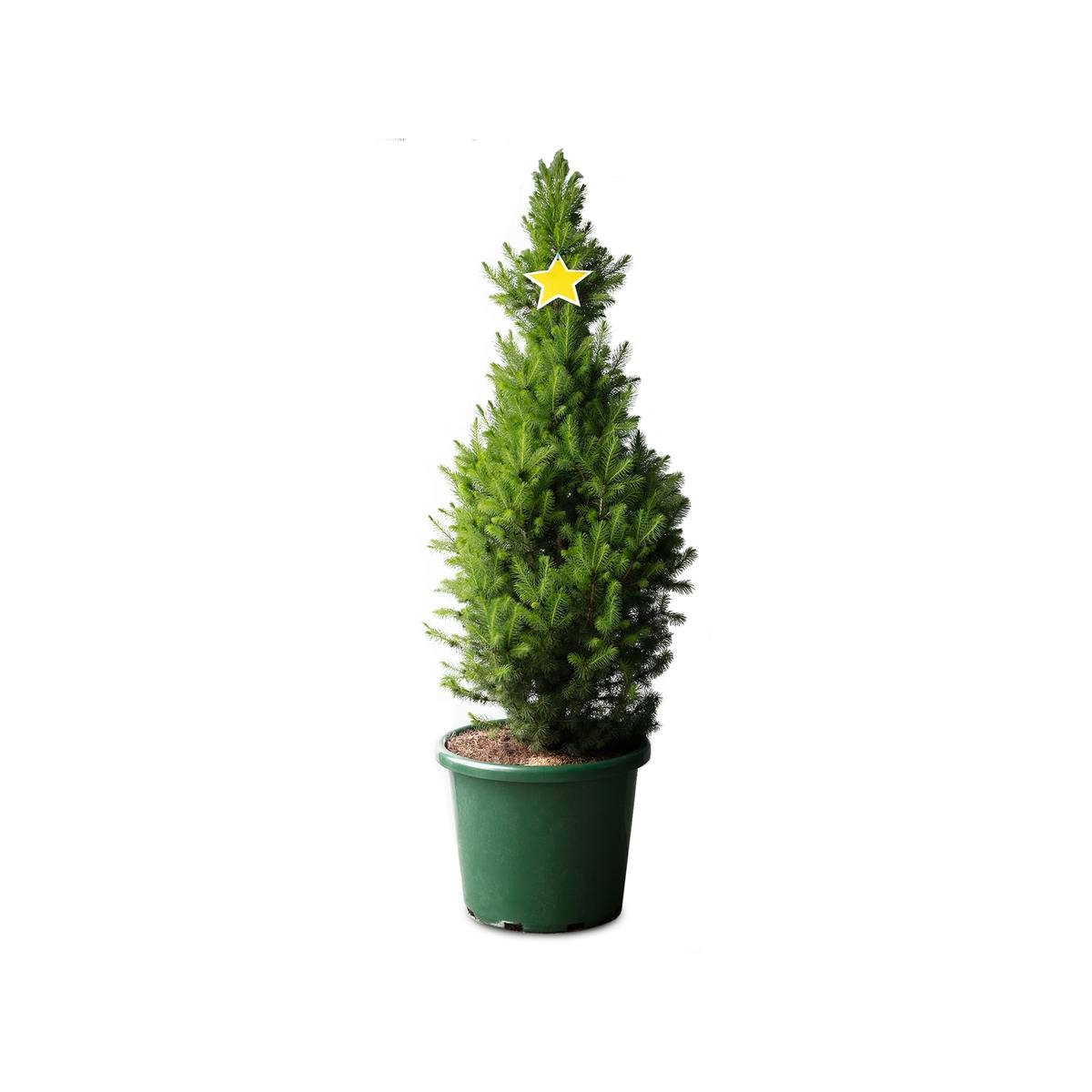 400mm Super Star - Picea glauca - Bunnings Australia