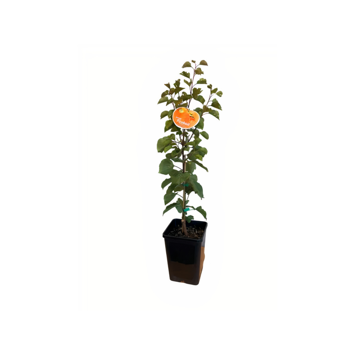 180mm Dwarf Apricot Fireball - Prunus armeniaca - Bunnings Australia