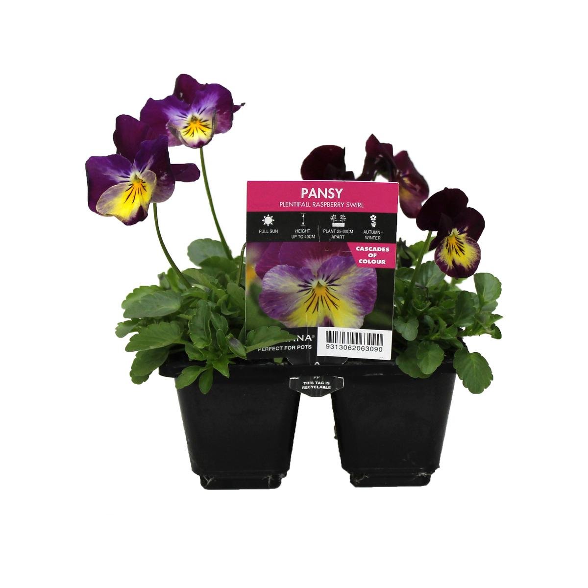 4 Cell 140mm Pansy Raspberry Swirl - Viola x Wittrockiana - Bunnings ...