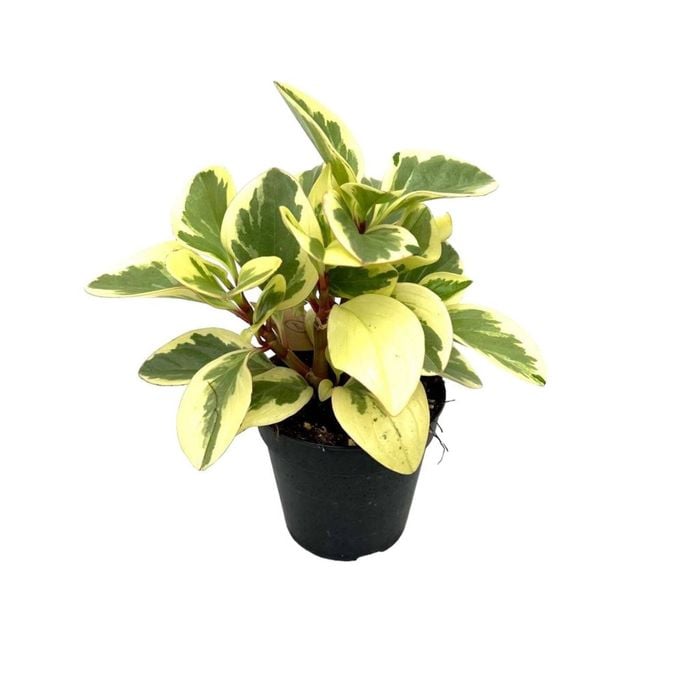 120mm Peperomia Optipan Bicolour PBR - Bunnings Australia