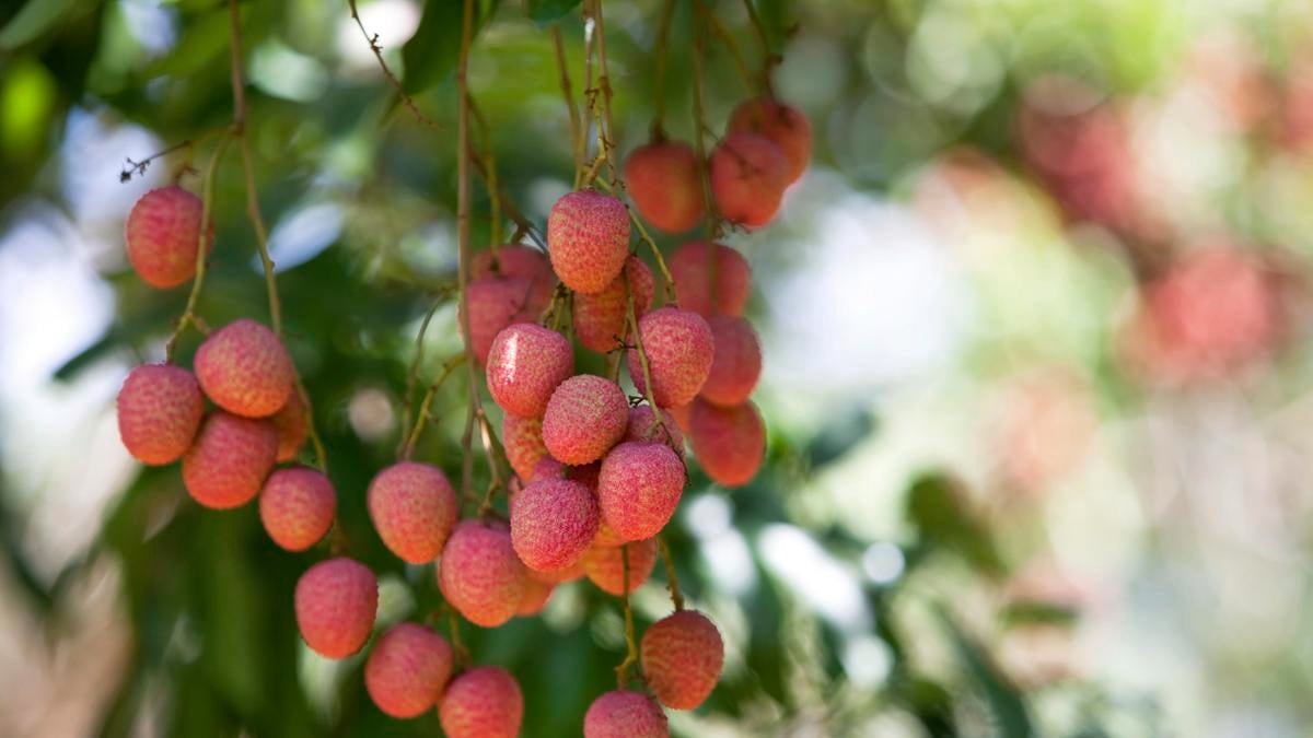 How To Grow A Lychee Tree - Bunnings New Zealand