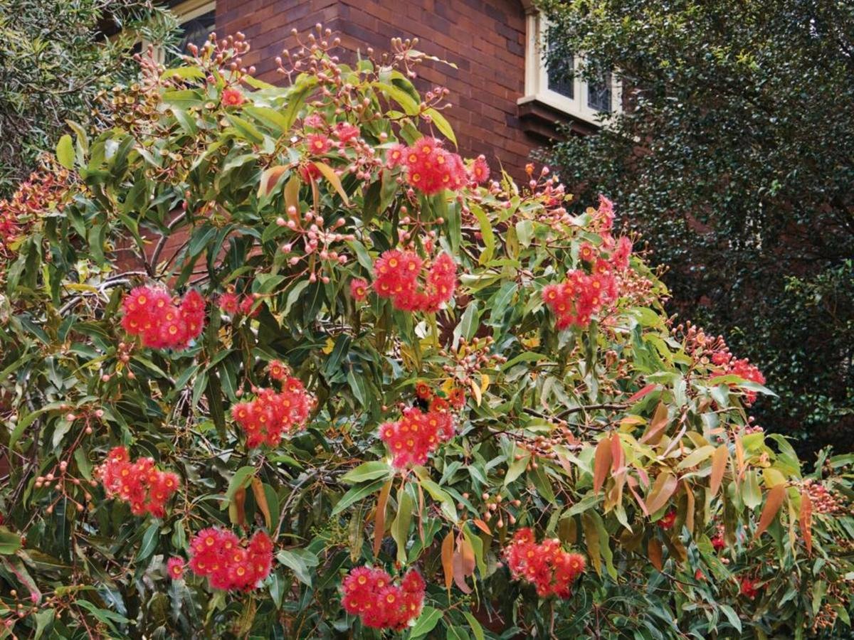 Australian Native Tree Growing Guide - Bunnings Australia
