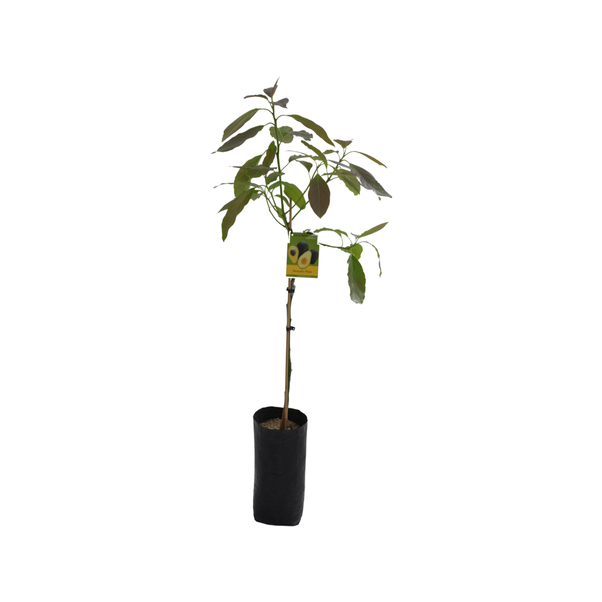 2.8L Planter Bag PB5 Avocado Hass - Persea americana - Bunnings New Zealand