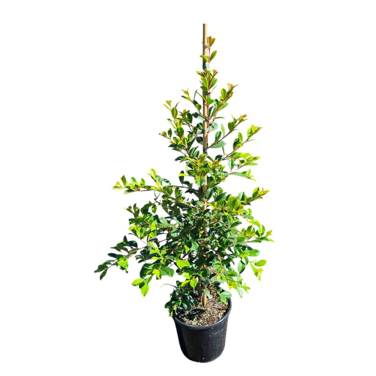 6L Lilly Pilly - Syzygium australe Resilience - Bunnings New Zealand