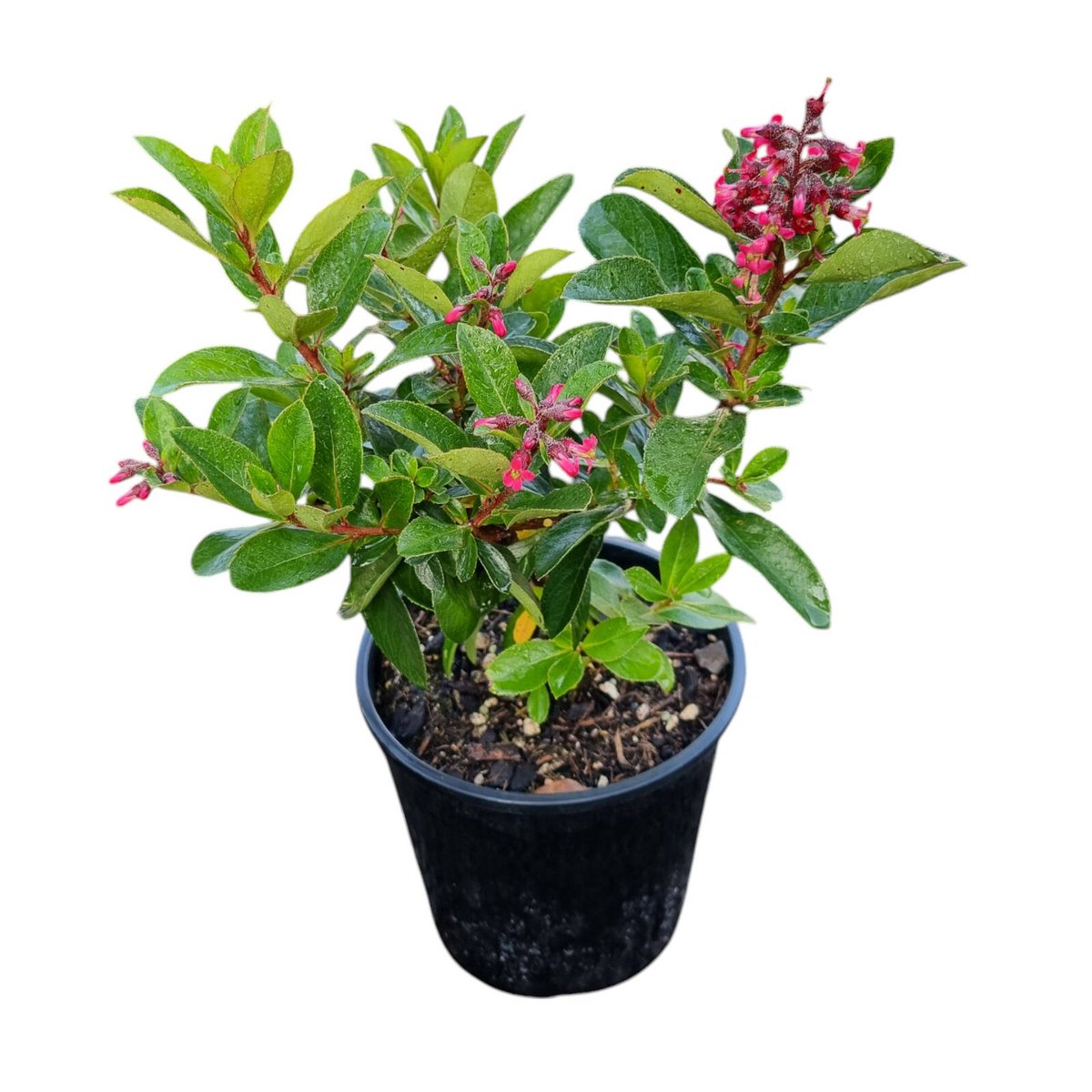 2L Escallonia - Escallonia Red Knight - Bunnings New Zealand