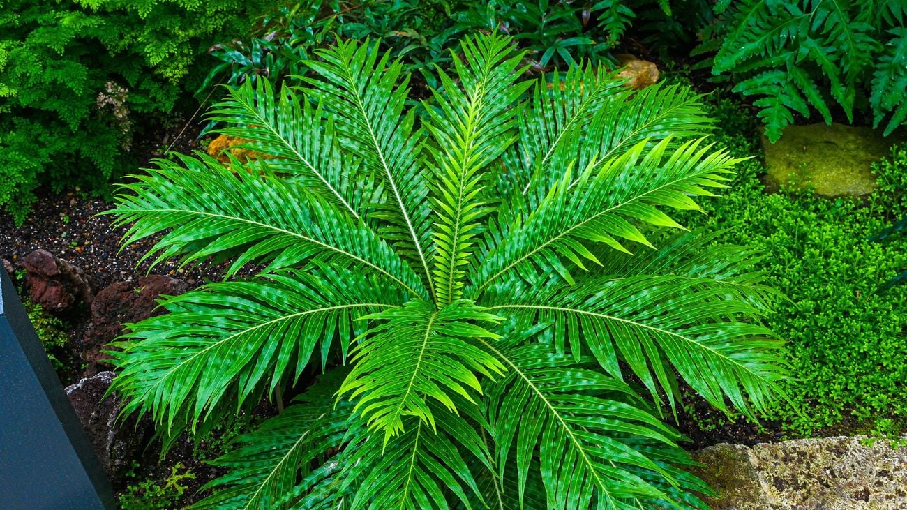Guide To Growing Ferns - Bunnings Australia
