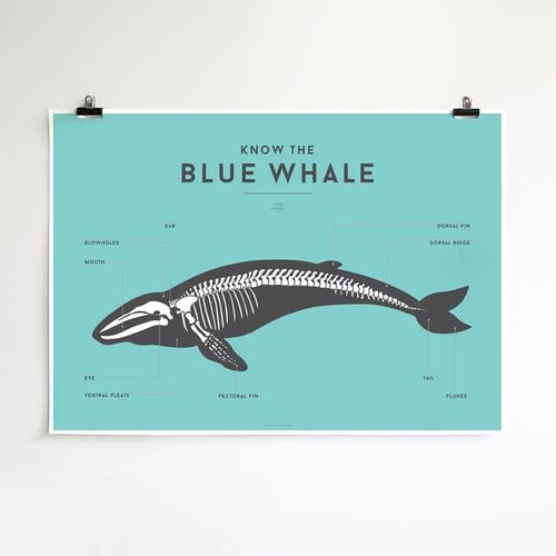 Blue Whale - Children's Educational Poster - Bunnings Australia