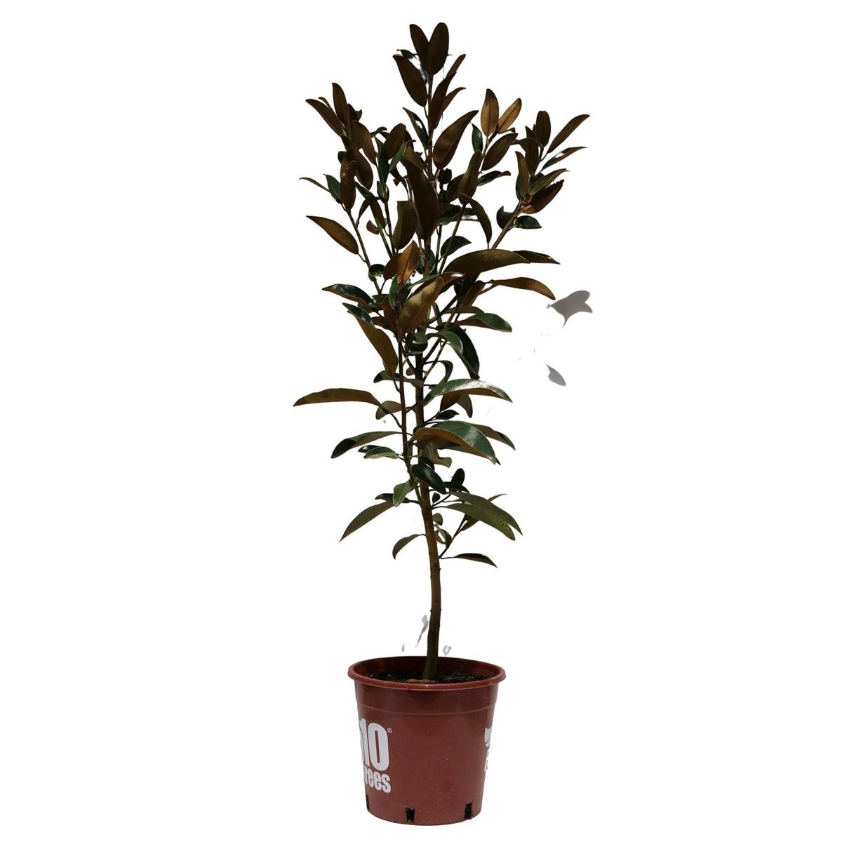 250mm Magnolia Alta - Magnolia grandiflora - Bunnings Australia