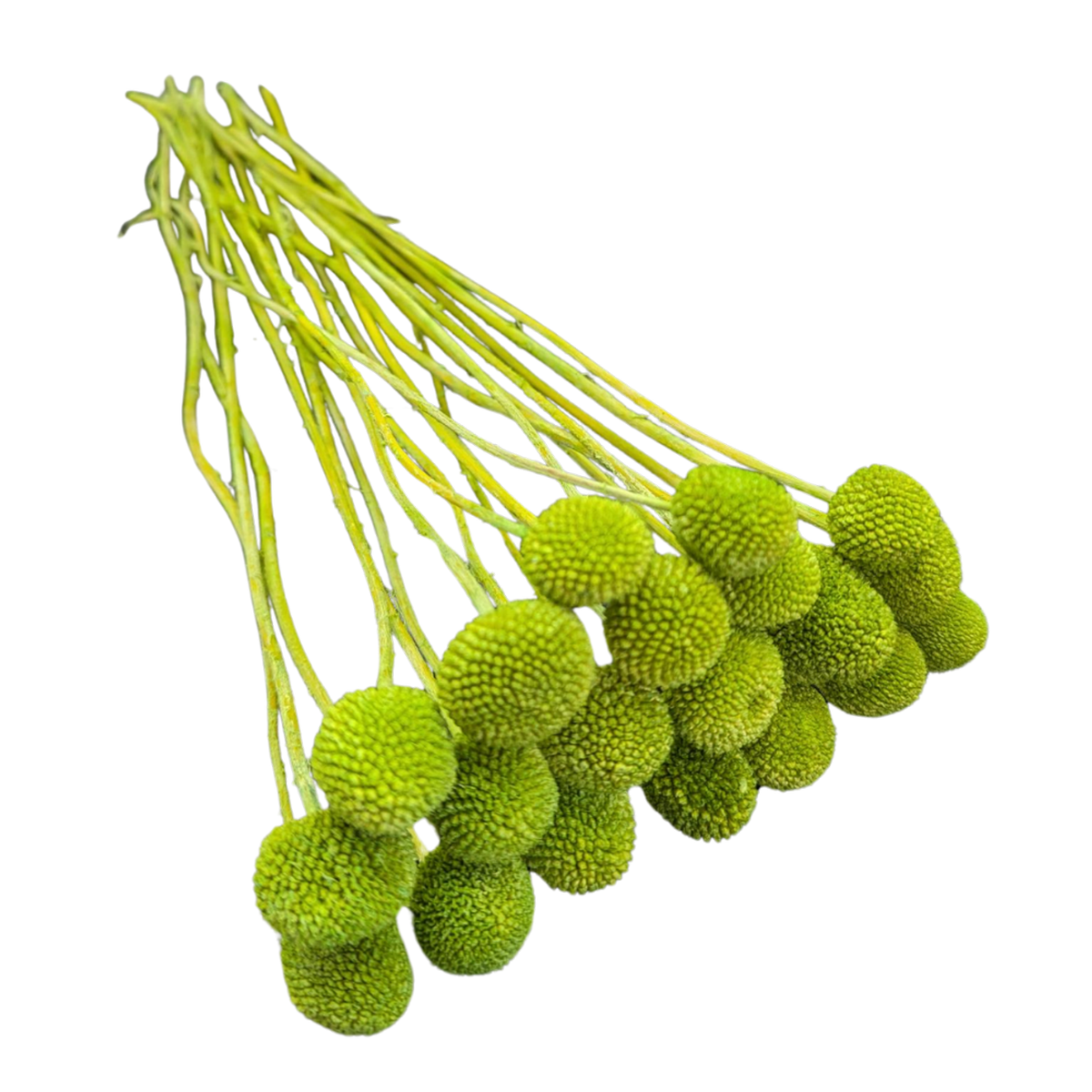 Blooms Of Joy 50cm Green Billy Button Flowers - Bunnings Australia