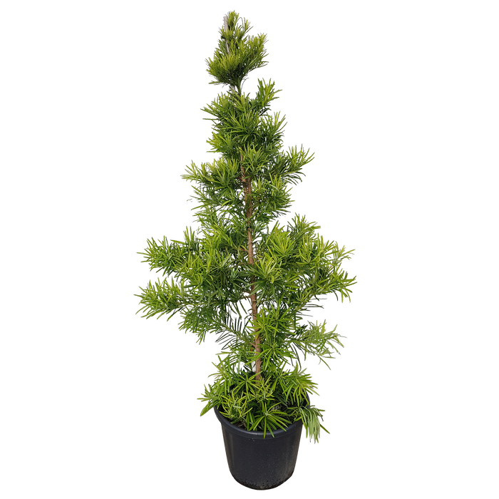 30L Japanese Yew Pine - Podocarpus macrophyllus - Bunnings New Zealand