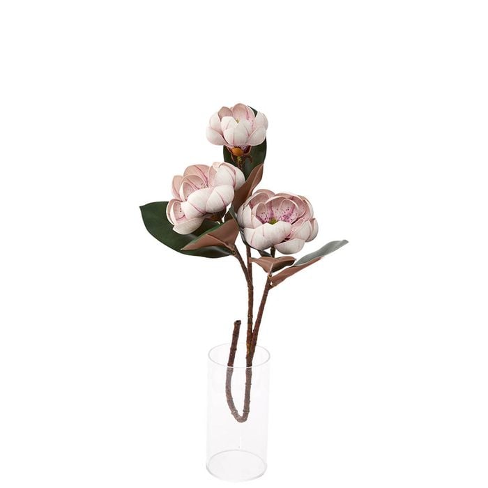 Myhouse Magnolia Stem - Bunnings Australia