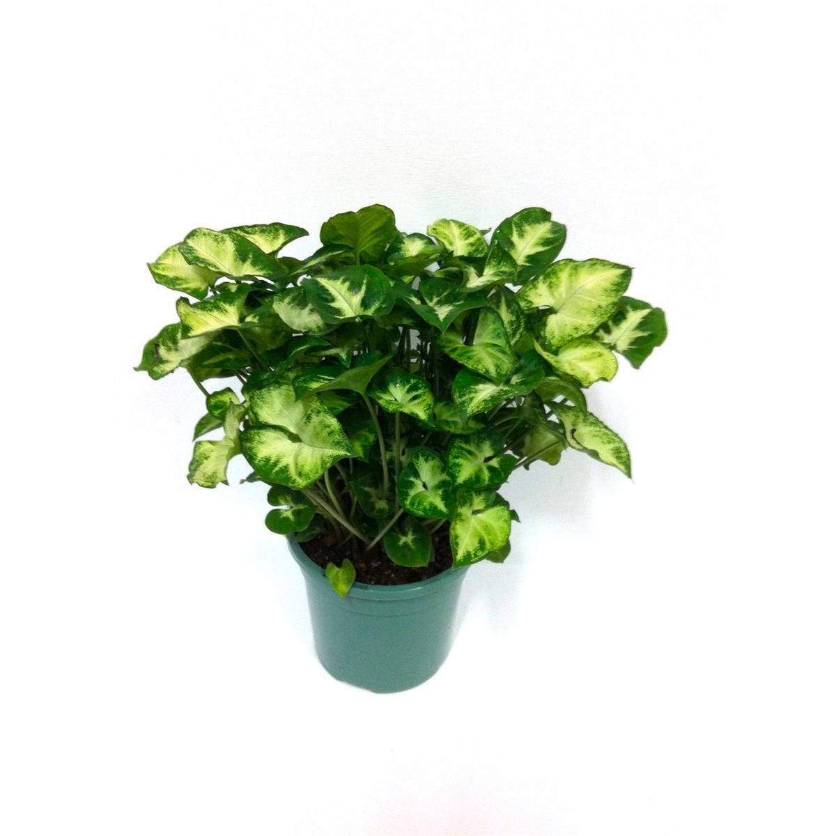 130mm Pixie Plant - Syngonium podophyllum - Bunnings Australia