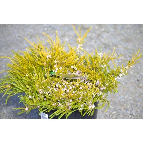 140mm Gold Diosma - Coleonema pulchrum - Bunnings Australia