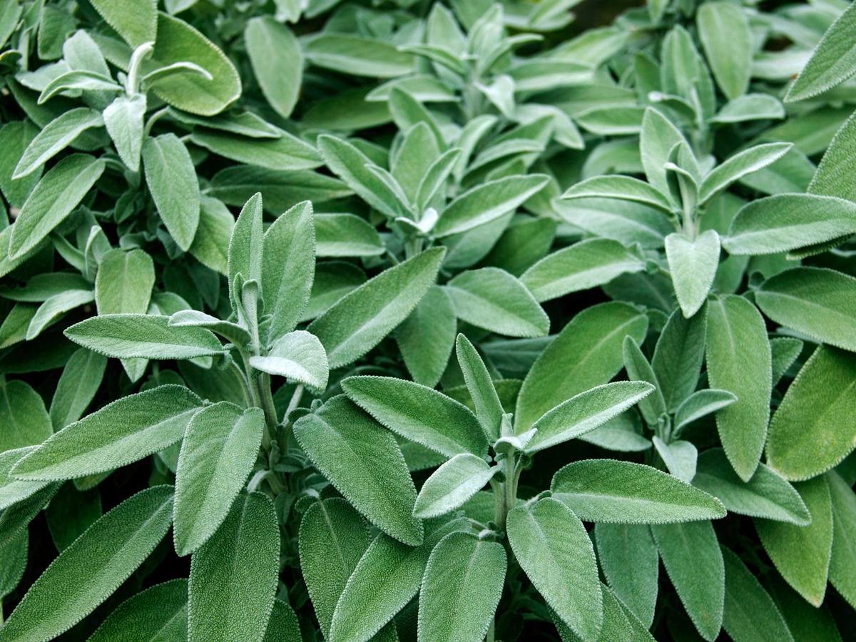 How To Grow And Care For Sage - Bunnings Australia