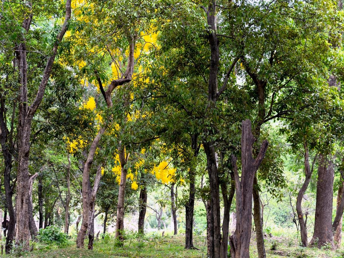 How To Grow And Care For Sandalwood Trees - Bunnings Australia