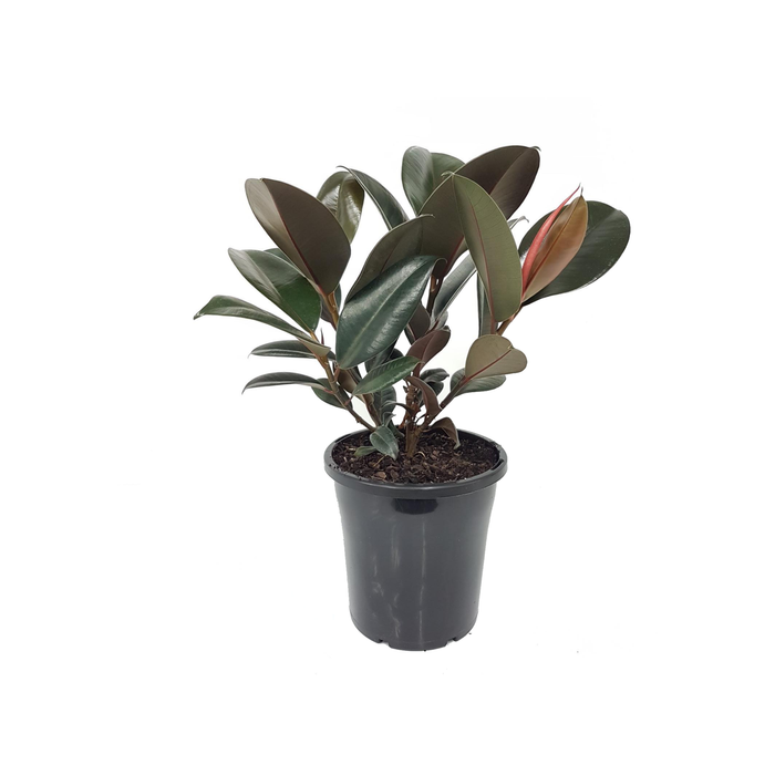 180mm Rubber Tree - Ficus elastica Burgandy - Bunnings Australia