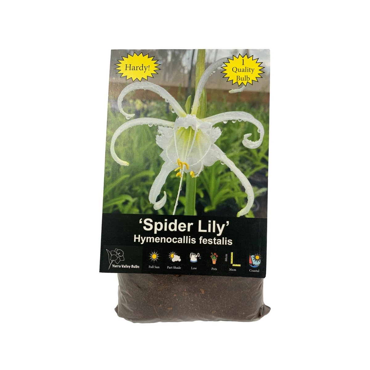 Yarra Valley Bulbs Hymenocallis Spider Lily - 1 Pack - Bunnings Australia