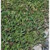 140mm Creeping Boobialla - Myoporum parvifolium purpurea - Bunnings ...
