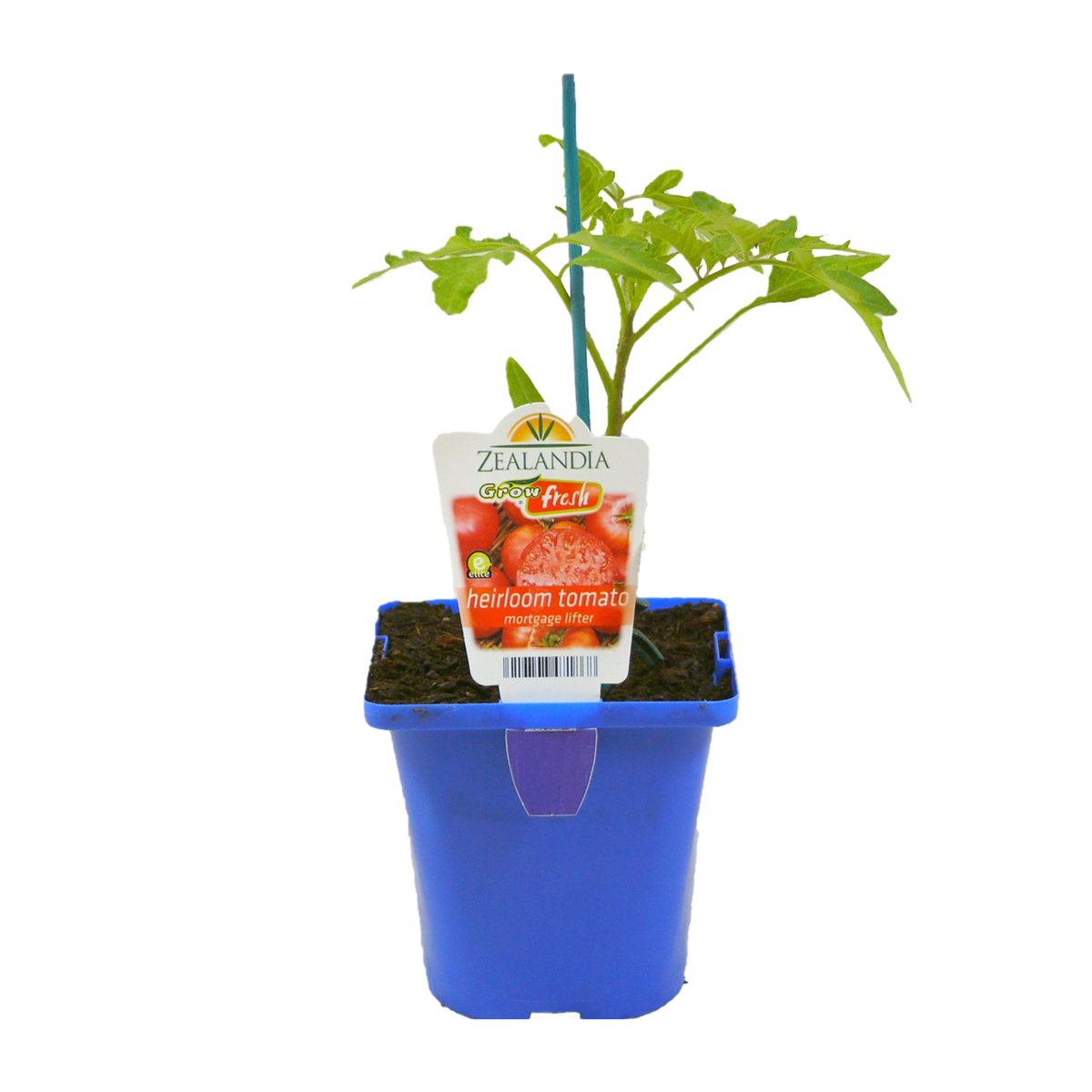 14cm Tomato Mortgage Lifter - Lycopersicum - Bunnings New Zealand