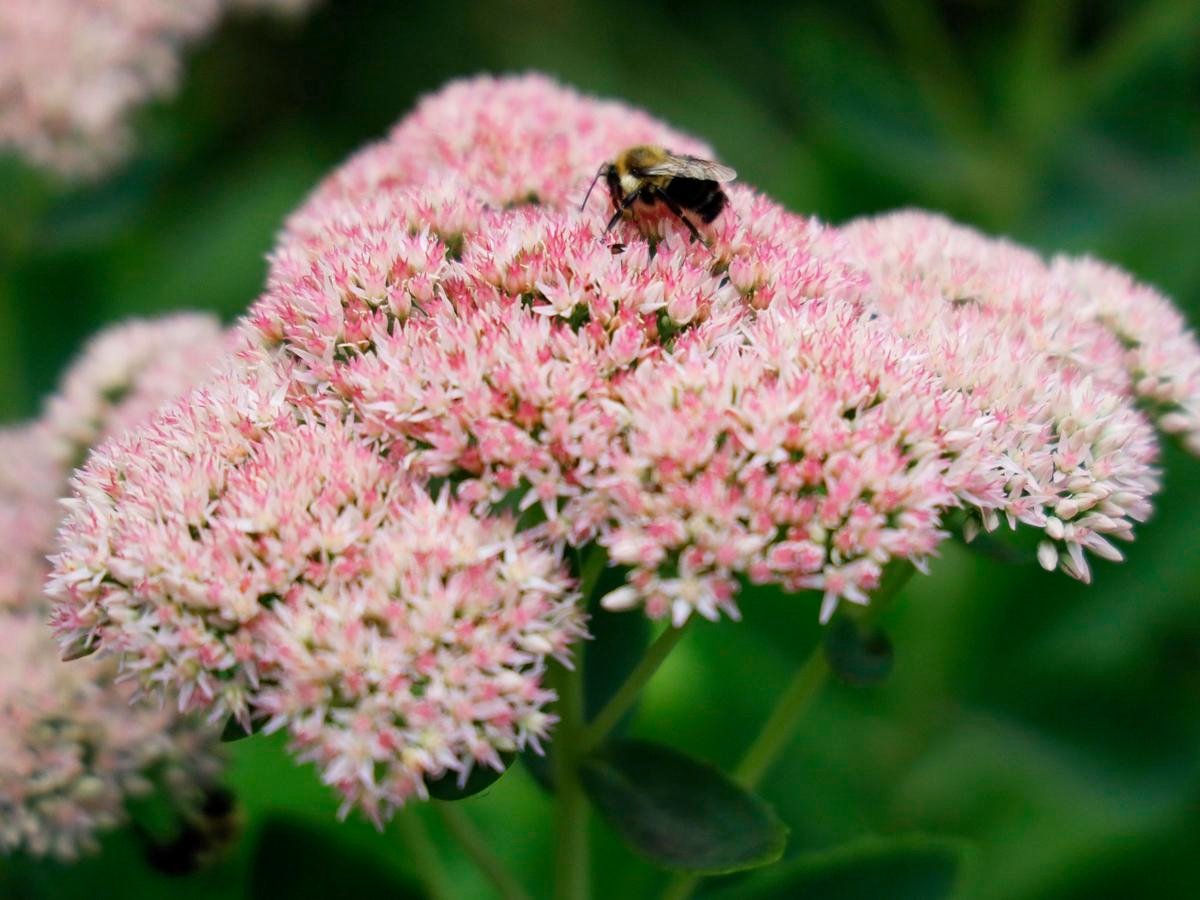 How To Grow And Propagate Sedum - Bunnings Australia