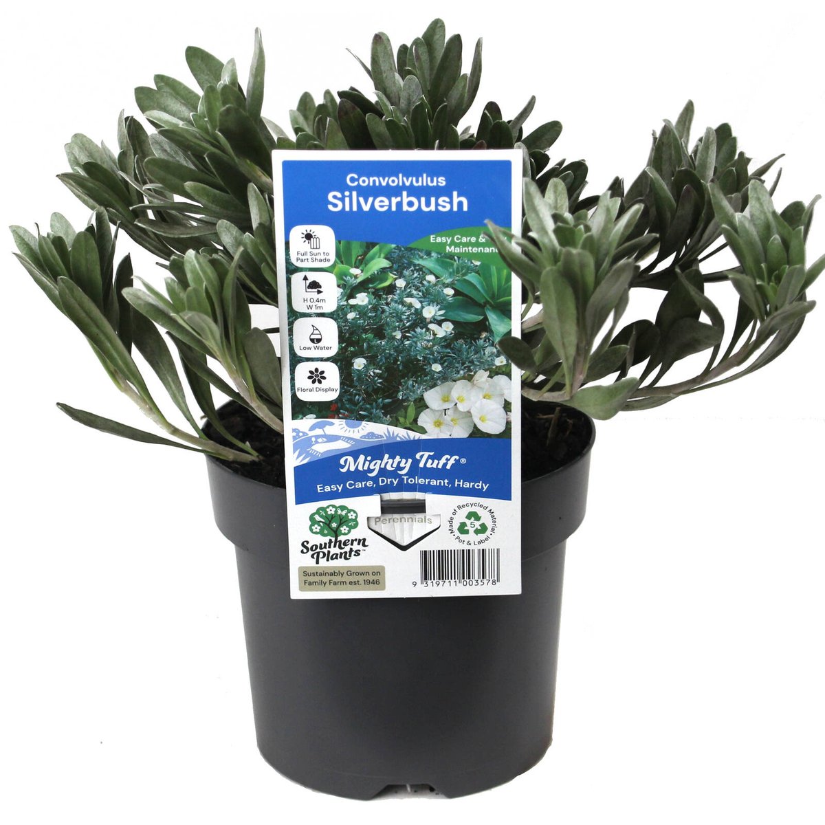 140mm Silverbush - Convolvulus cneorum - Bunnings Australia