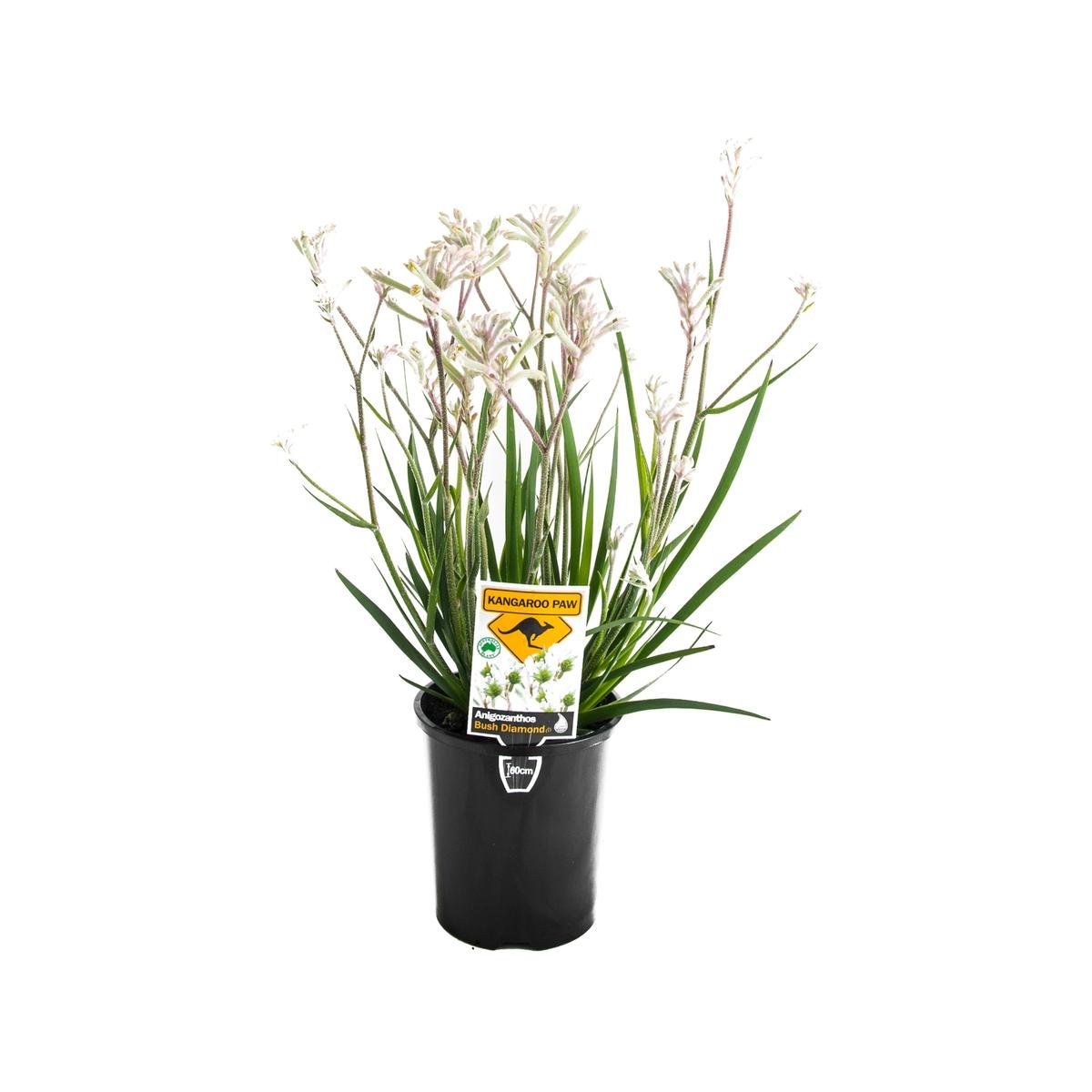140mm Bush Diamond Kangaroo Paw - Anigozanthos hybrid 'Rambodiam' (Bush ...