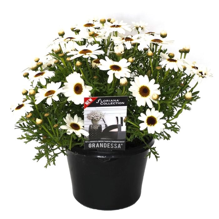 180mm Grandaisy White - Intergeneric hybrid Argyranthemum - Bunnings ...