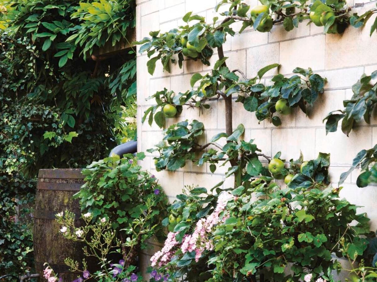 How To Espalier Trees - Bunnings Australia