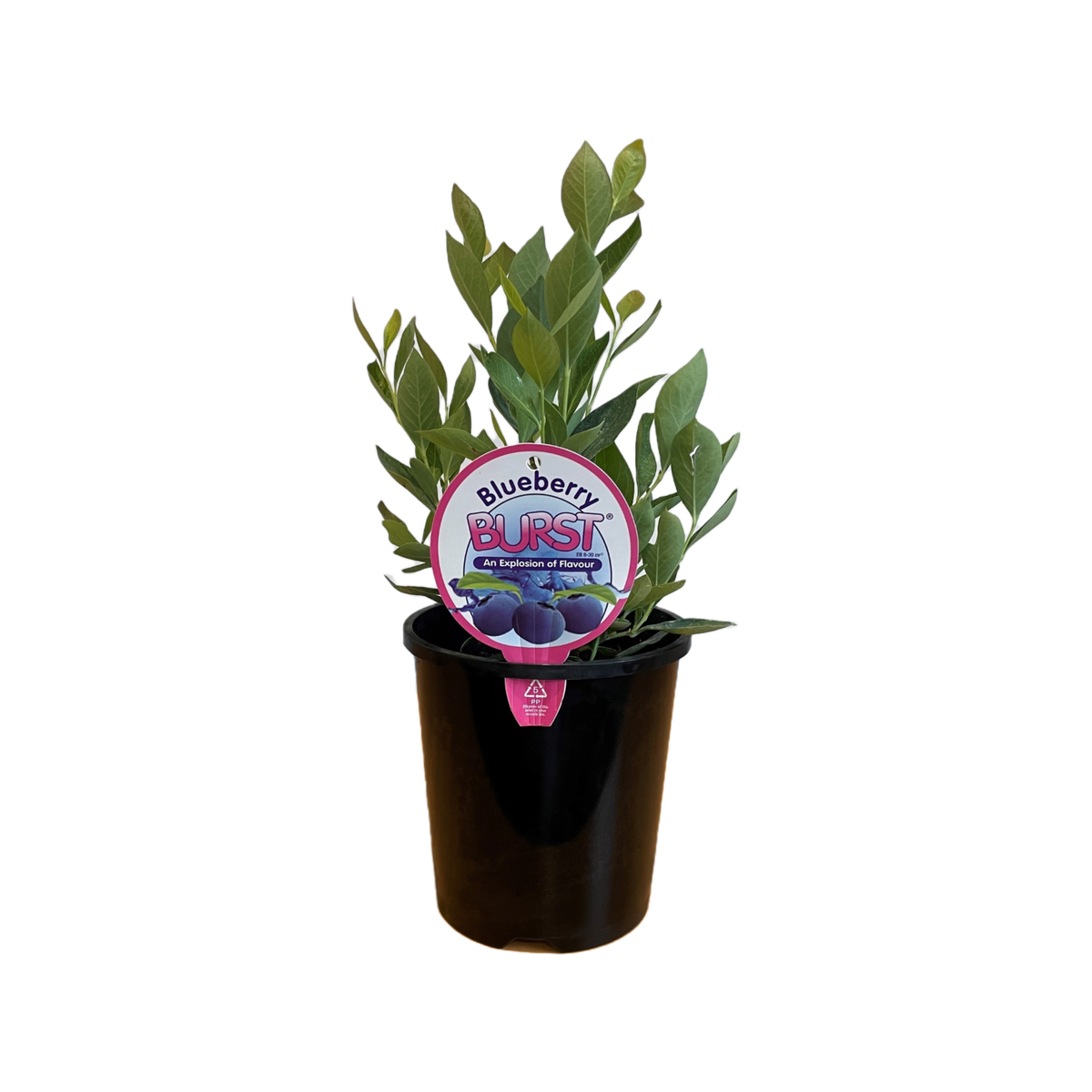 140mm Blueberry Burst - Blueberry Vaccinium hybrid - Bunnings Australia