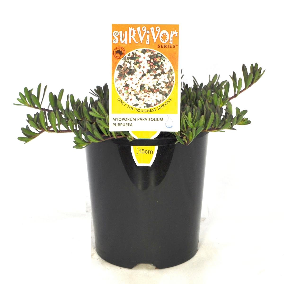 140mm Creeping Boobialla - Myoporum parvifolium purpurea - Bunnings ...