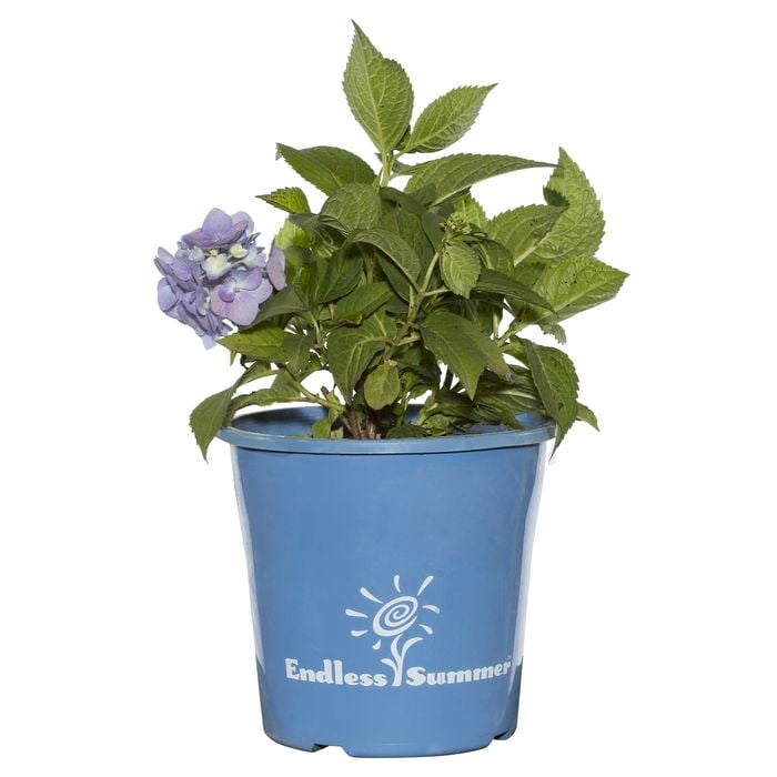 200mm Endless Summer Hydrangea Bailmer - Hydrangea macrophylla ...