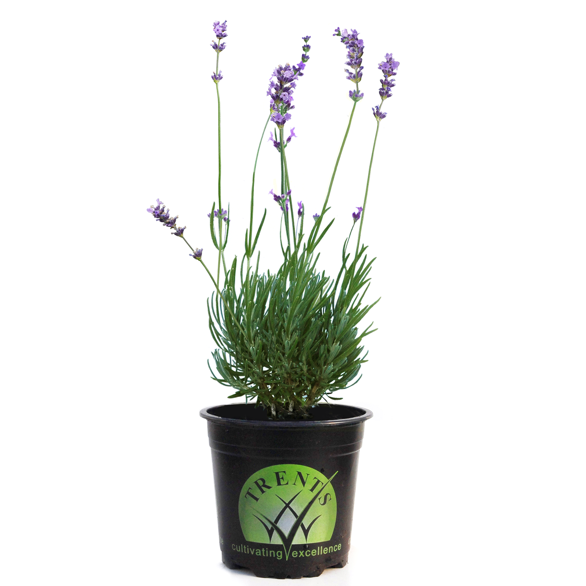 1.5L Lavender Munstead Dwarf - Lavender angustifolia - Bunnings New Zealand