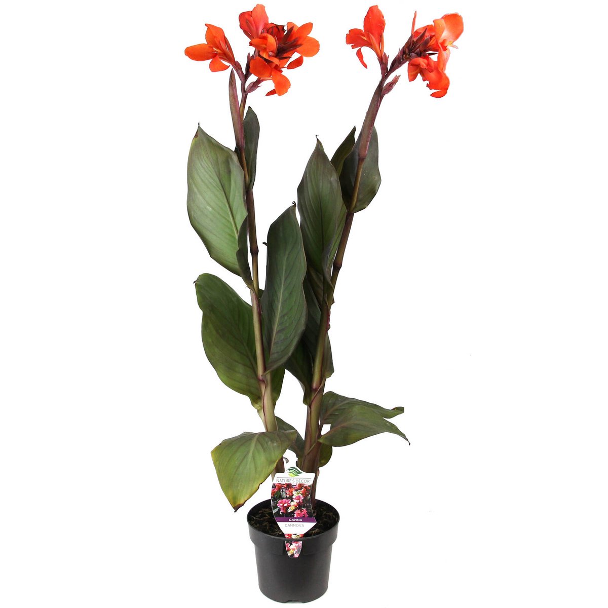 140mm Canna Lily Assorted - Cannova Series - Bunnings Australia