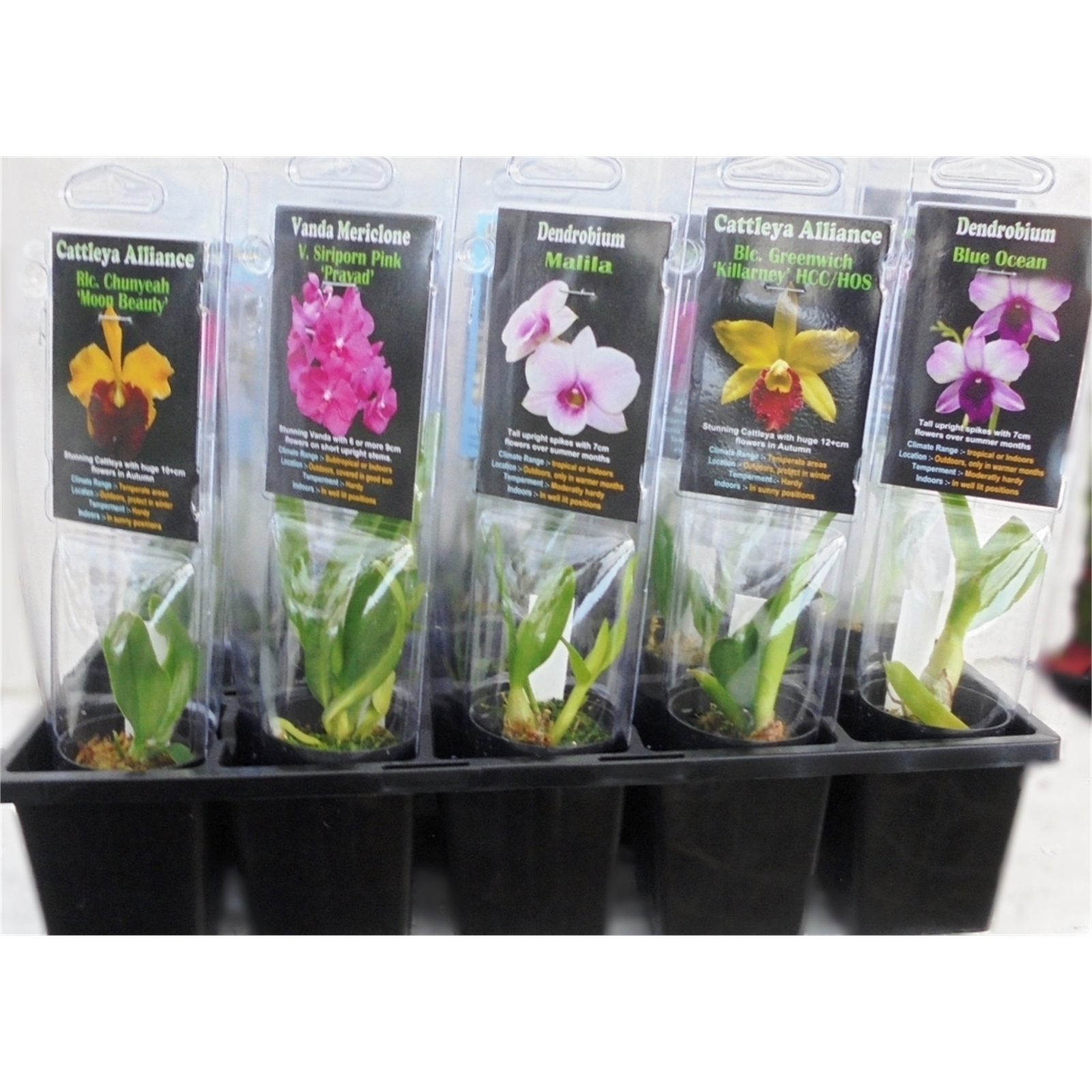 30mm Orchid Cymbidium hybrids Bunnings Australia