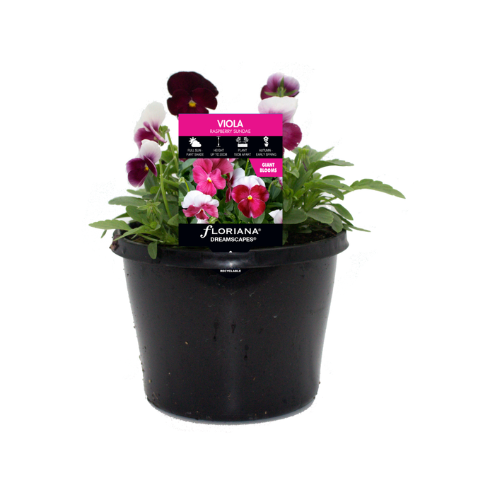 180mm Raspberry Sundae - Viola cornuta - Bunnings Australia