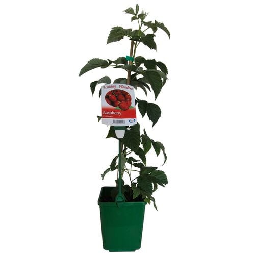 2L Fruiting Raspberry - Rubus idaeus - Bunnings Australia