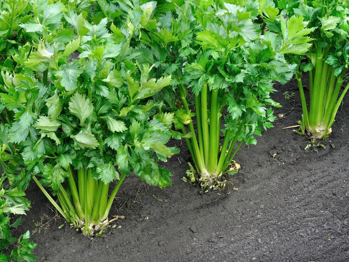 How To Grow Celery - Bunnings Australia