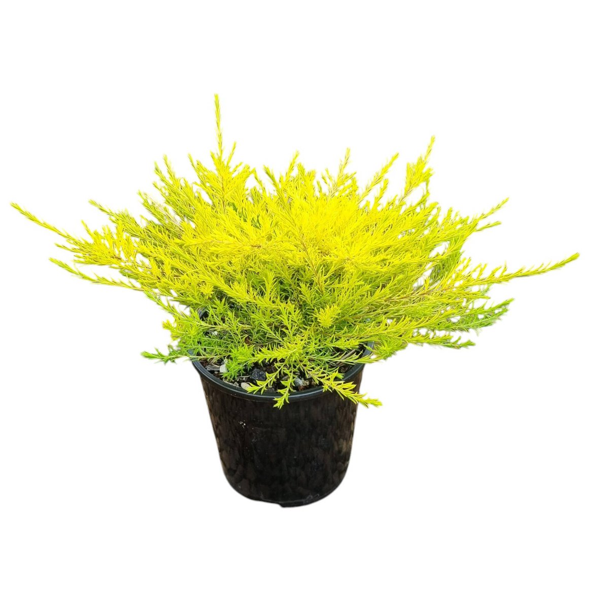 2L Breath of Heaven - Coleonema Sunset Gold - Bunnings New Zealand
