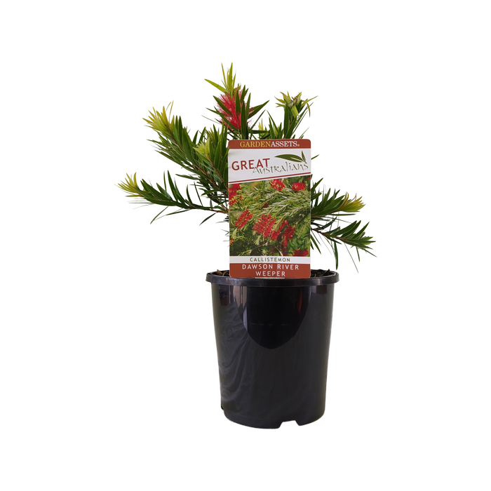140mm Callistemon Dawson River Weeper - Callistemon viminalis ...