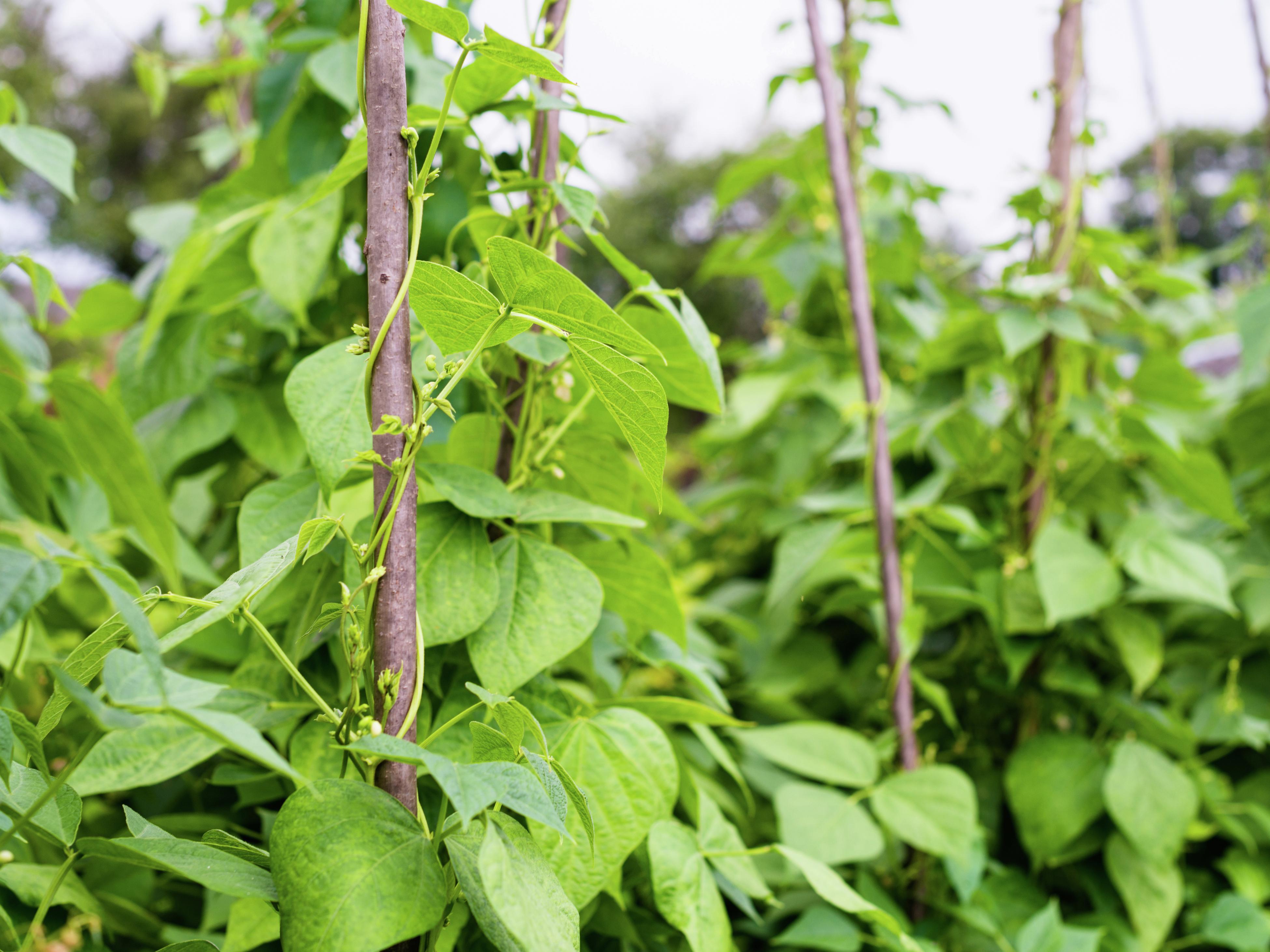 Bean Plant How To Grow Broad Beans