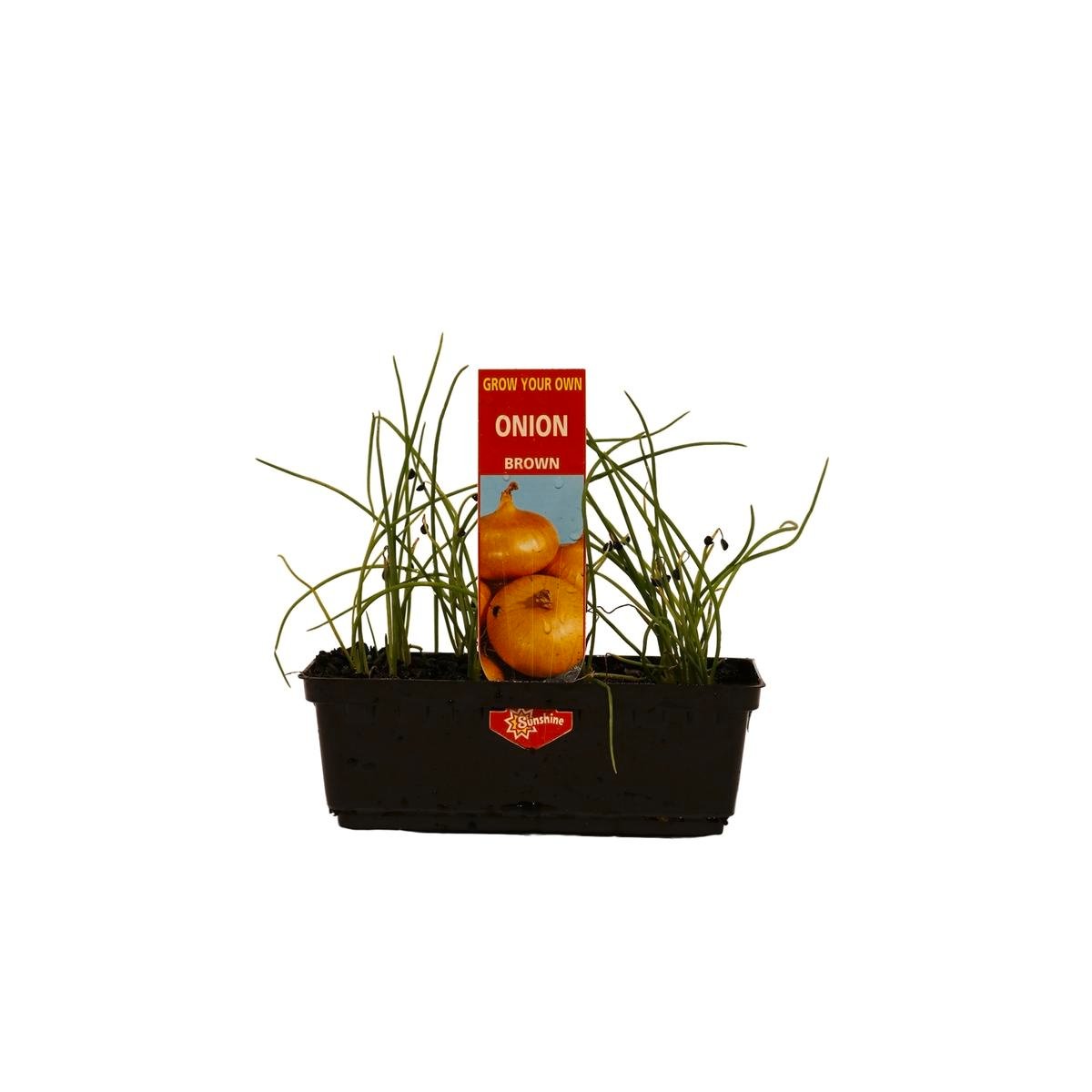 Punnet Brown Onion - Allium cepa - Grow Your Own Range - Bunnings Australia