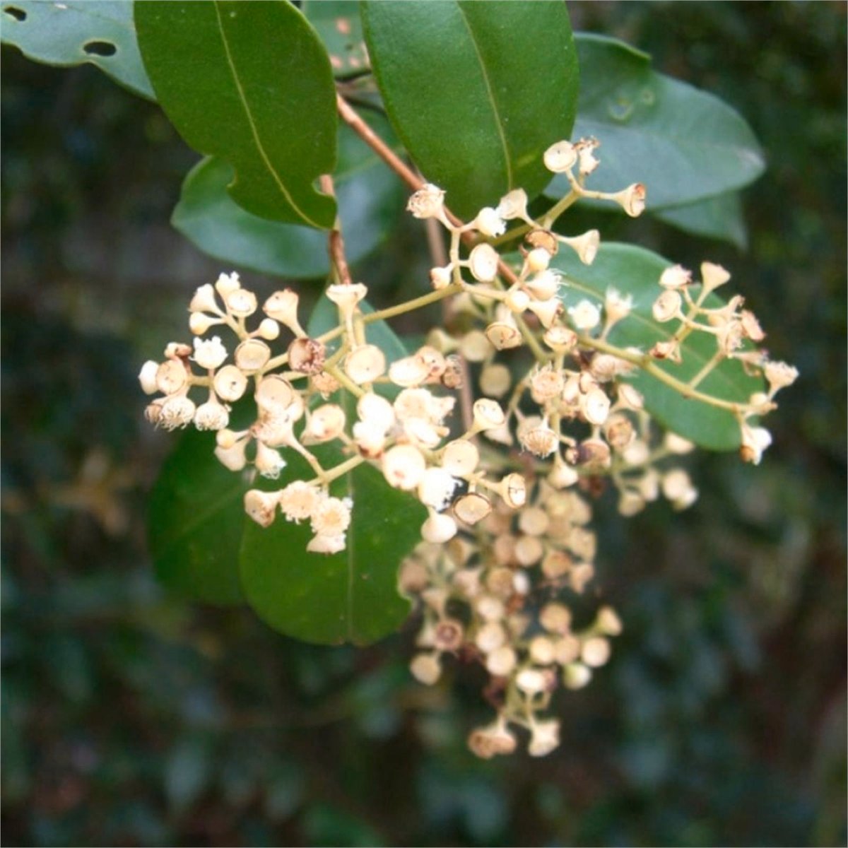 140mm Compact Lilly Pilly - Acmena smithii Var. Minor - Bunnings Australia