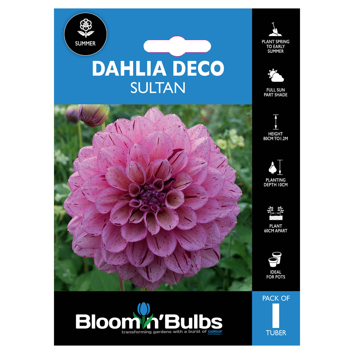 Bloomin' Bulbs Dahlia Deco Sultan - Dahlia hybrid - Bunnings Australia