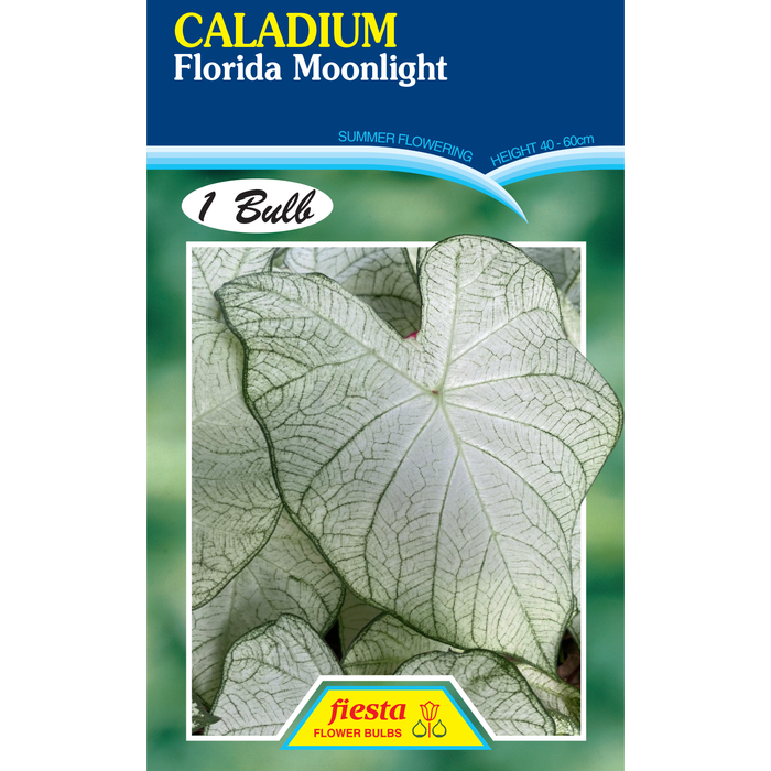 Fiesta Bulbs Caladium Florida Moonlight - 1 Bulb - Bunnings New Zealand