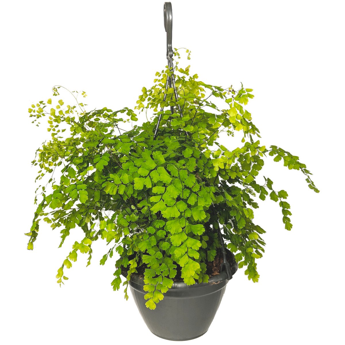 200mm Maidenhair Fern - Adiantum fragrans - Bunnings Australia
