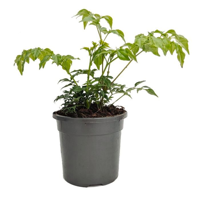 120mm Asian Bell, China Doll - Radermachera sinica - Bunnings Australia