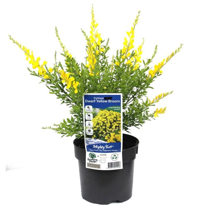 140mm - Dwarf Yellow Broom - Cytisus racemosus nana syn Genista ...