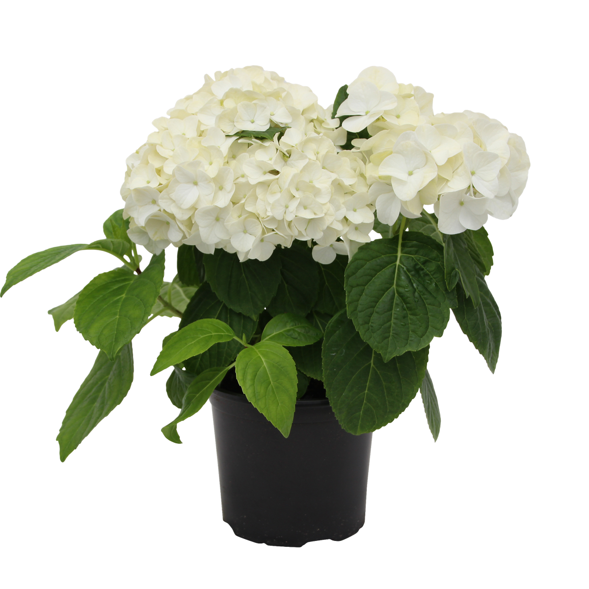 150mm Hydrangea - Hydrangea macrophylla - Bunnings New Zealand