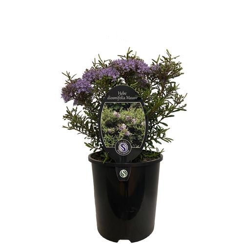 1.9L Hebe Diosmifolia Mauve - Bunnings New Zealand