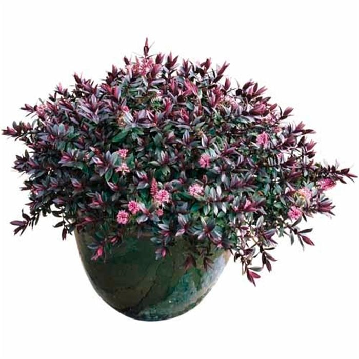 2.4L Hebe Pretty N Pink - Hebe cultivar - Bunnings New Zealand